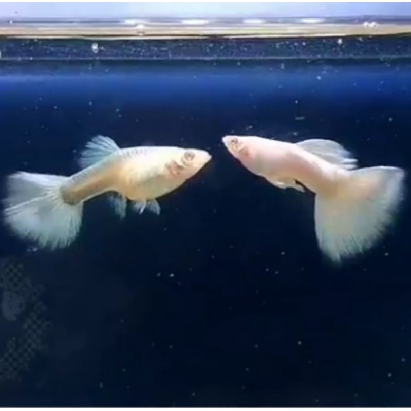 Jual ikan hias guppy AFP Albino Full Platinum hiasan aquarium,kolam dan aquascape sepasang ...