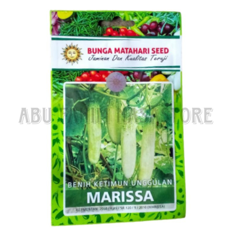 Jual BIBIT BENIH KETIMUN UNGGULAN 300 SEED (BUNGA MATAHARI SEED ...