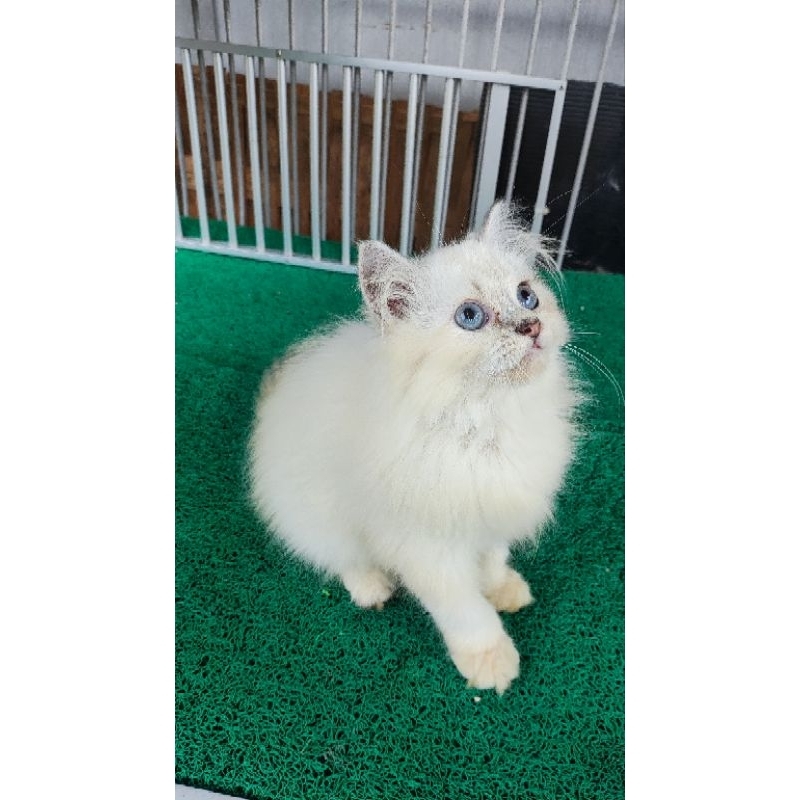 Jual kucing persia Himalaya (mini ulat bulu) | Shopee Indonesia