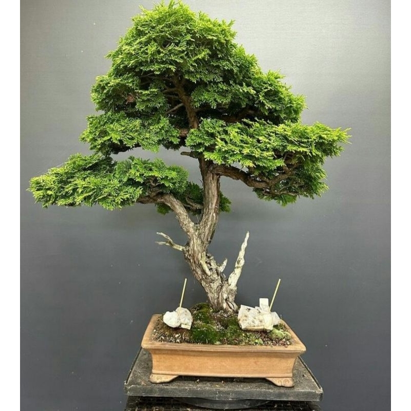 Jual tanaman bonsai cemara golden sinensis siap pajang | Shopee Indonesia