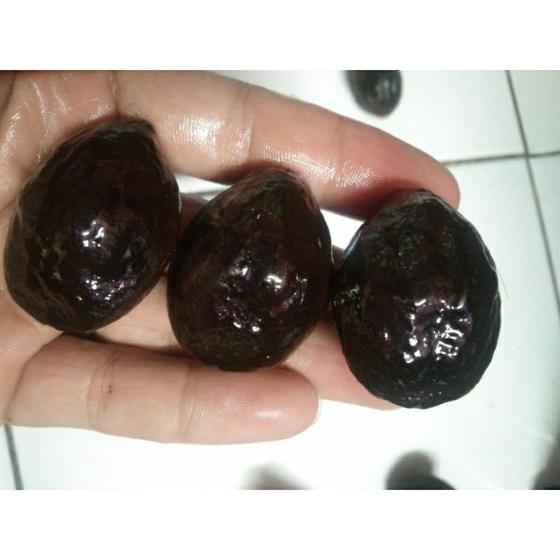 Jual Muncang adu nyo" jayanti | Shopee Indonesia