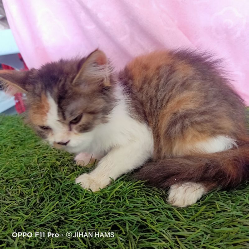 Jual kucing persia mix anggora | Shopee Indonesia
