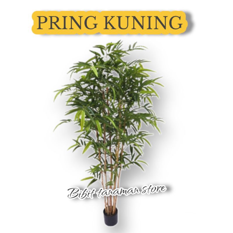 Jual Bambu kuning hias /Pring kuning | Shopee Indonesia