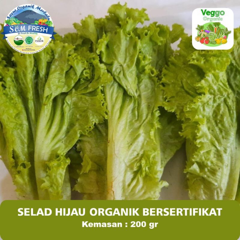 Jual Selada Hijau Organik | Shopee Indonesia