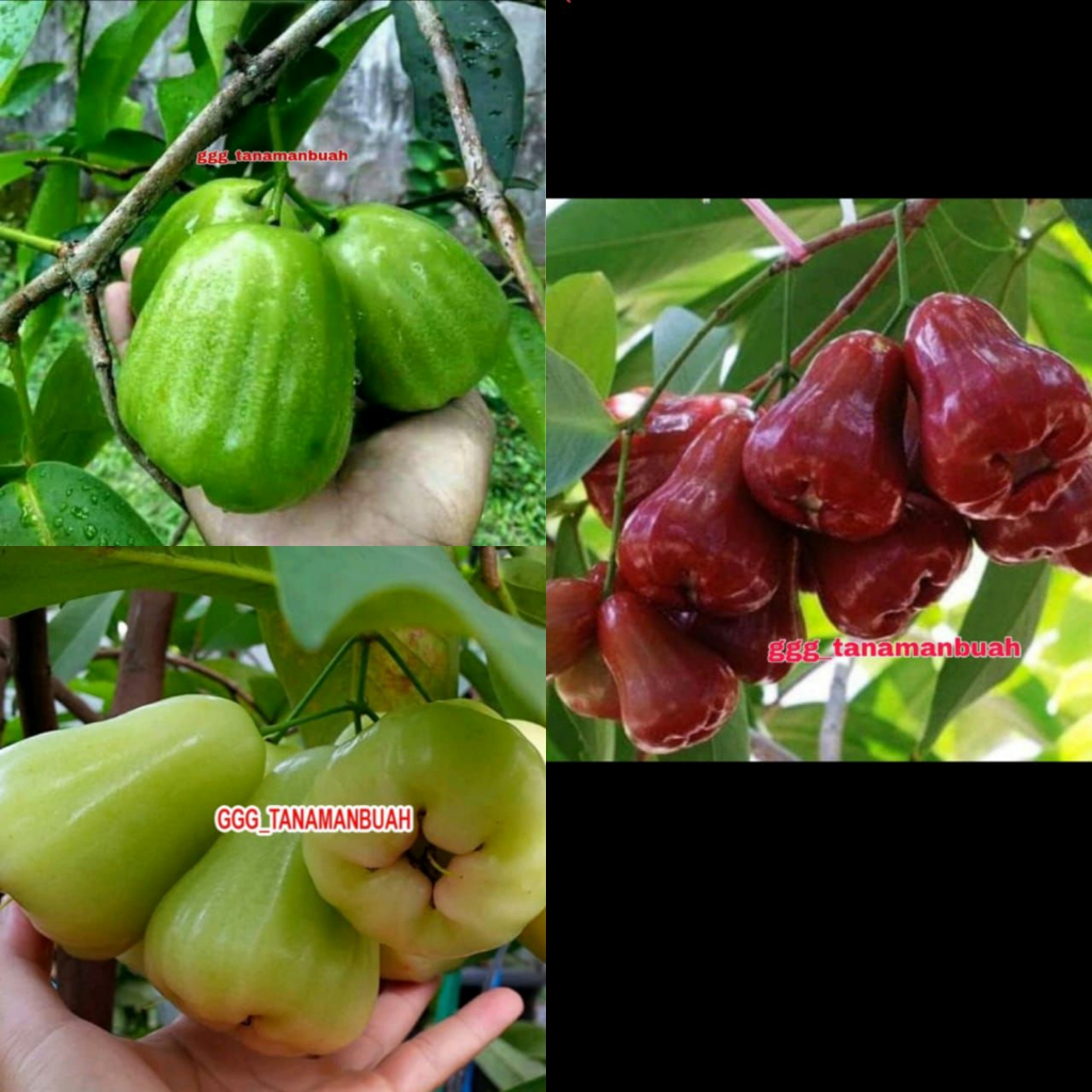 Jual 3 Paket Jambu Air (Madu Deli, King Citra, Kiojok) | Shopee Indonesia
