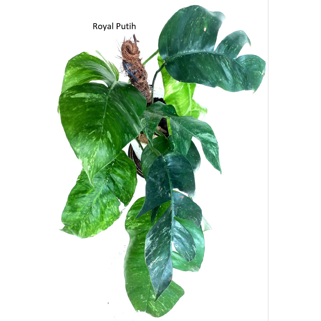 Jual TANAMAN HIAS MONSTERA VARIGATA / VARIEGATA DEWASA DAUN BESAR ...