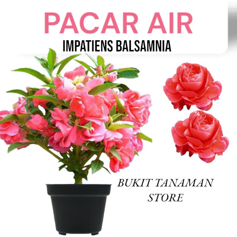 Jual Benih bunga pacar air warna pink (impatiens balsamina) | Shopee ...
