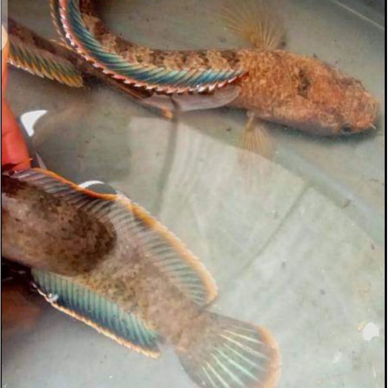 Jual cana limbata 10_11 cm | Shopee Indonesia