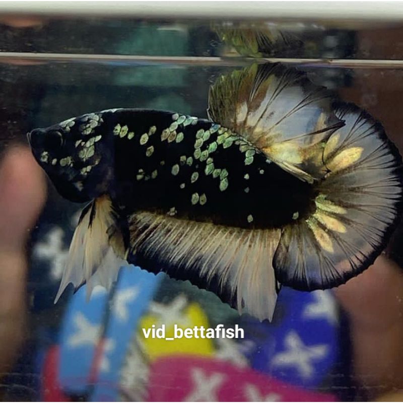 Jual AVATAR KUNING GOLD/ KUNCOP | Shopee Indonesia