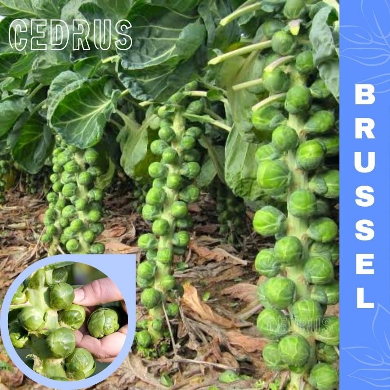 Jual Benih BRUSSEL (isi-3) - Biji Sayur Kubis Mini | Shopee Indonesia