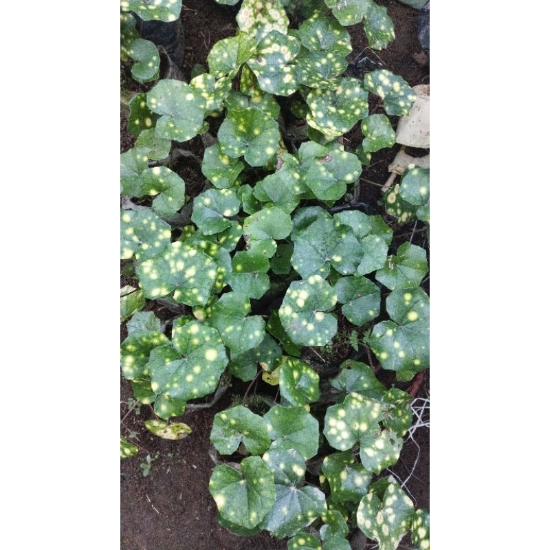 Jual Tanaman Mata Katak | Shopee Indonesia