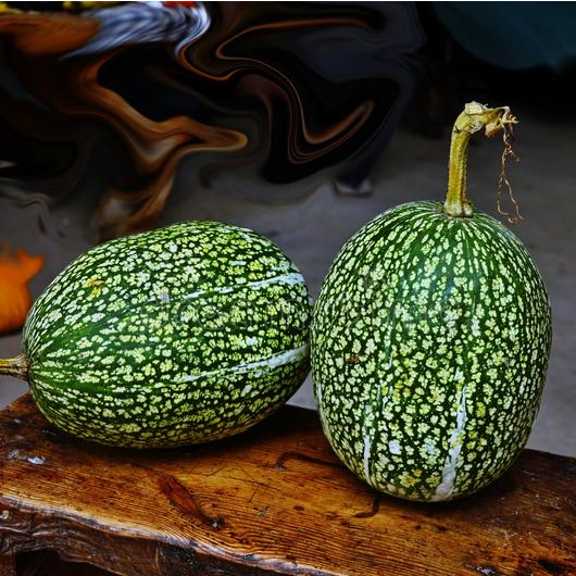 Jual biji benih buah labu taiwan kundur sisik cikua huchi kua shark fin ...