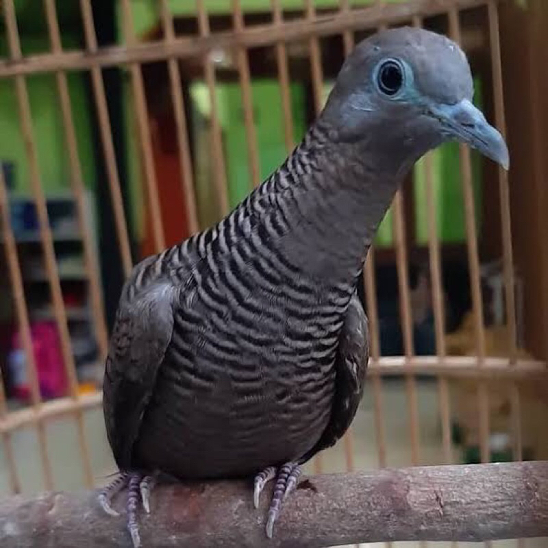 Jual BURUNG PERKUTUT CEMANI KOL BUNTET | Shopee Indonesia
