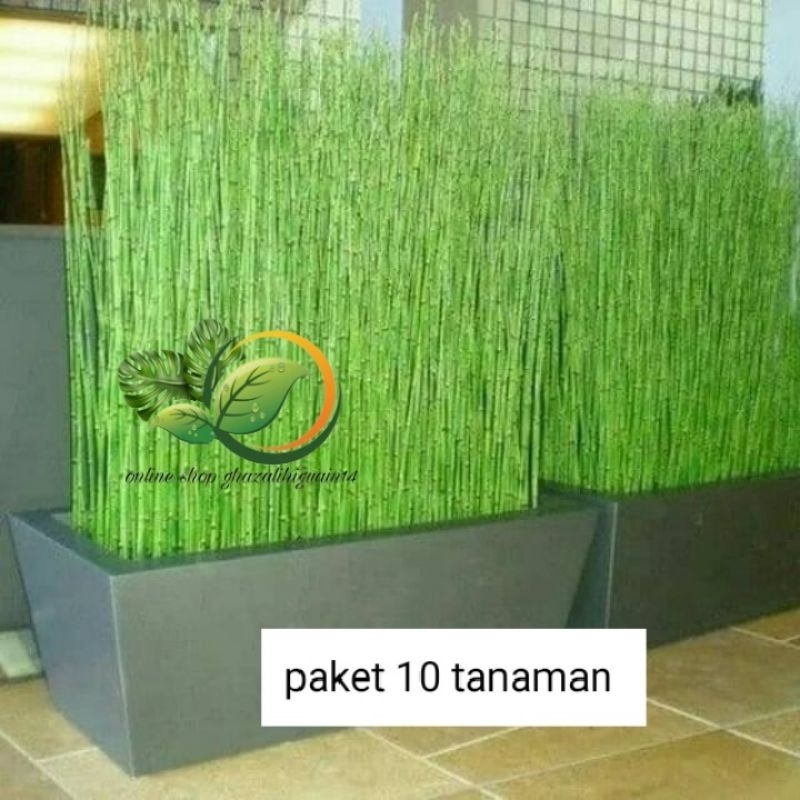 Jual paket 10 polibek tanaman hias bambu air rimbun - Bambu air ...