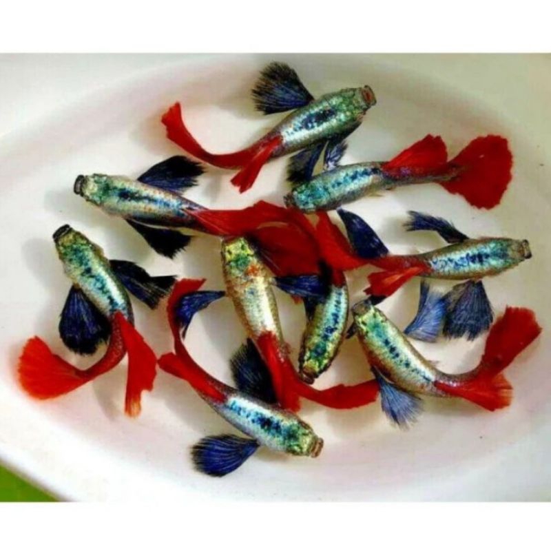 Jual guppy PRTDE perpasang/ platinum red tail dumbo ear | Shopee Indonesia