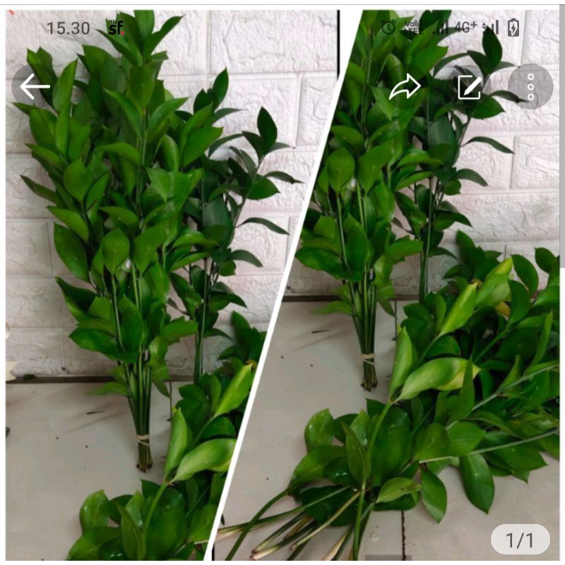 Jual Daun ruskus untuk buket/rangkaian 10 tangkai | Shopee Indonesia