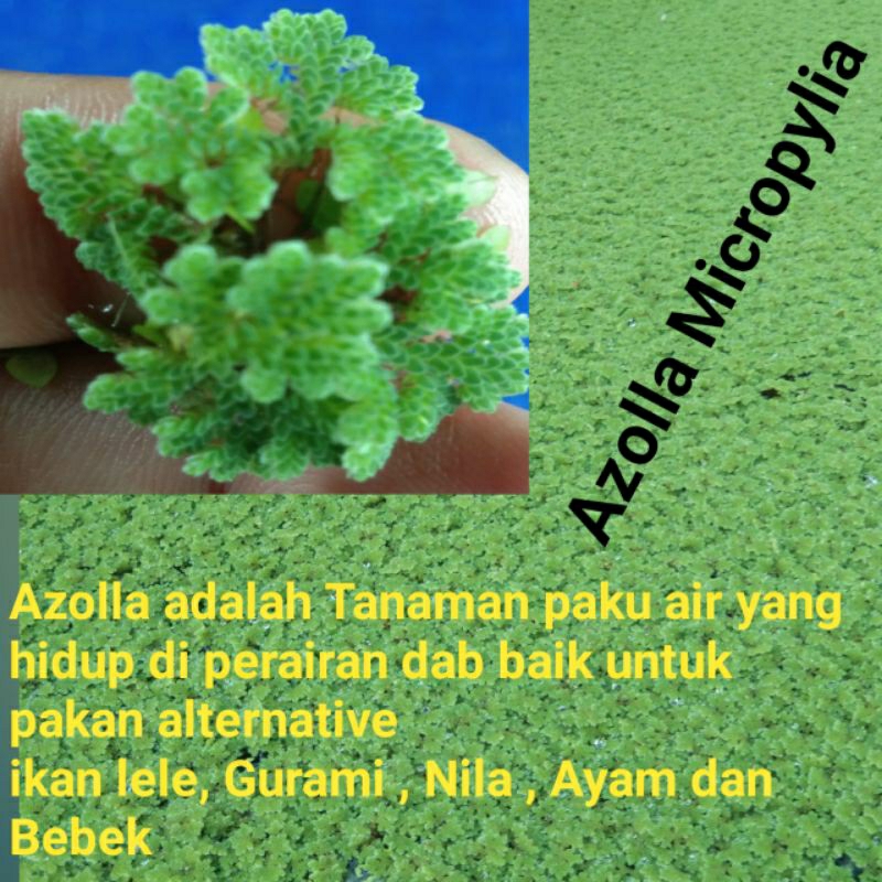 Jual Bibit Azolla Micropylia 500 gram | Shopee Indonesia
