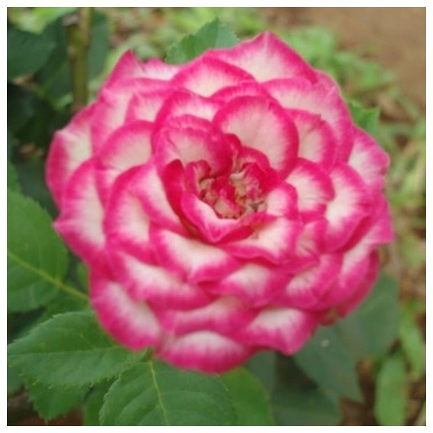 Jual PROMO! Tanaman Bunga Mawar Berbunga - Tanaman Hias Mawar Pot ...