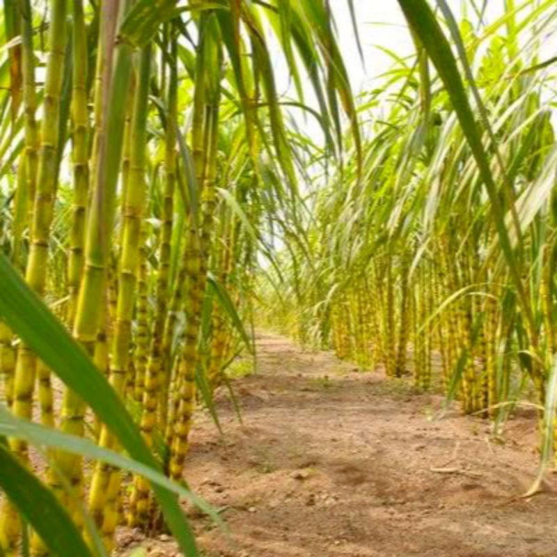 Jual BIBIT TEBU KUNING || PANJANG 40 CM (BISA CUSTOM SESUAI SELERA ...