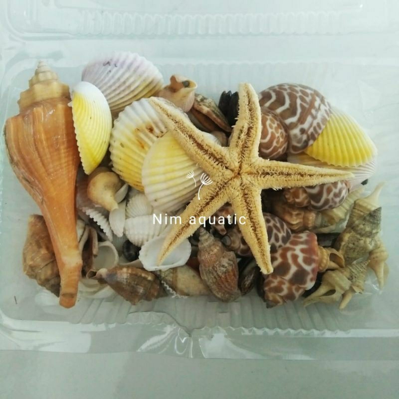 Jual Cangkang kulit kerang bintang laut hiasan mahar kerajinan | Shopee Indonesia