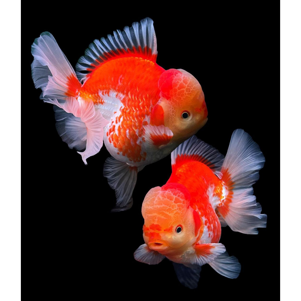 Jual ikan hias mas koki oranda merah kombinasi 6 - 7 cm size tanggung | Shopee Indonesia