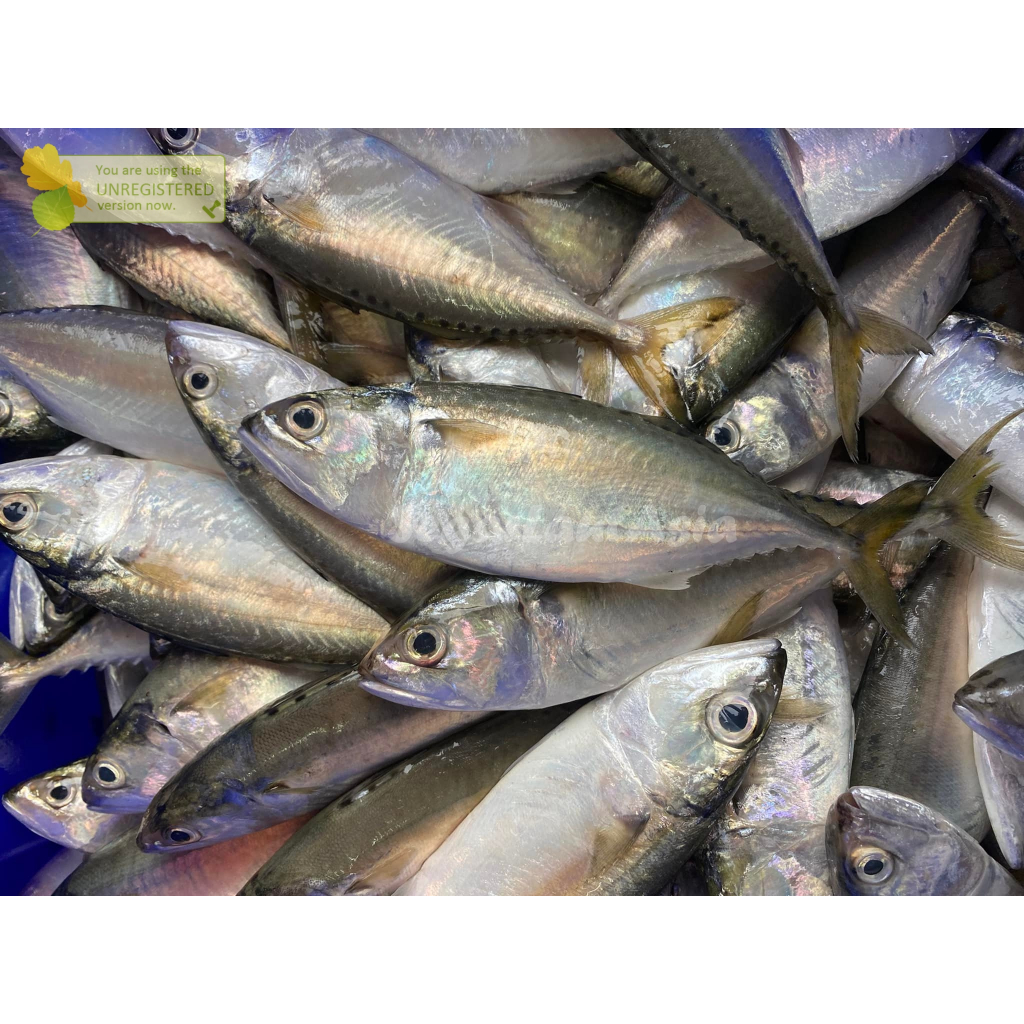 Jual Ikan Kembung Segar Kembung Gepeng 1Kg | Shopee Indonesia