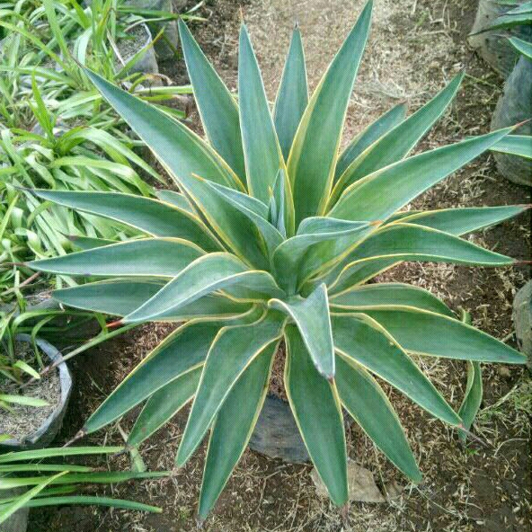 Jual Tanaman Agape Hijau Besar | Shopee Indonesia