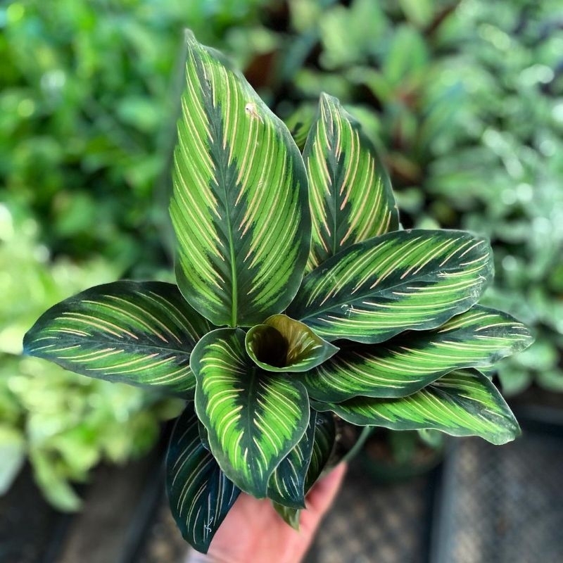 Jual { BISA COD } tanaman hias calathea pohon calathea hias indoor ...