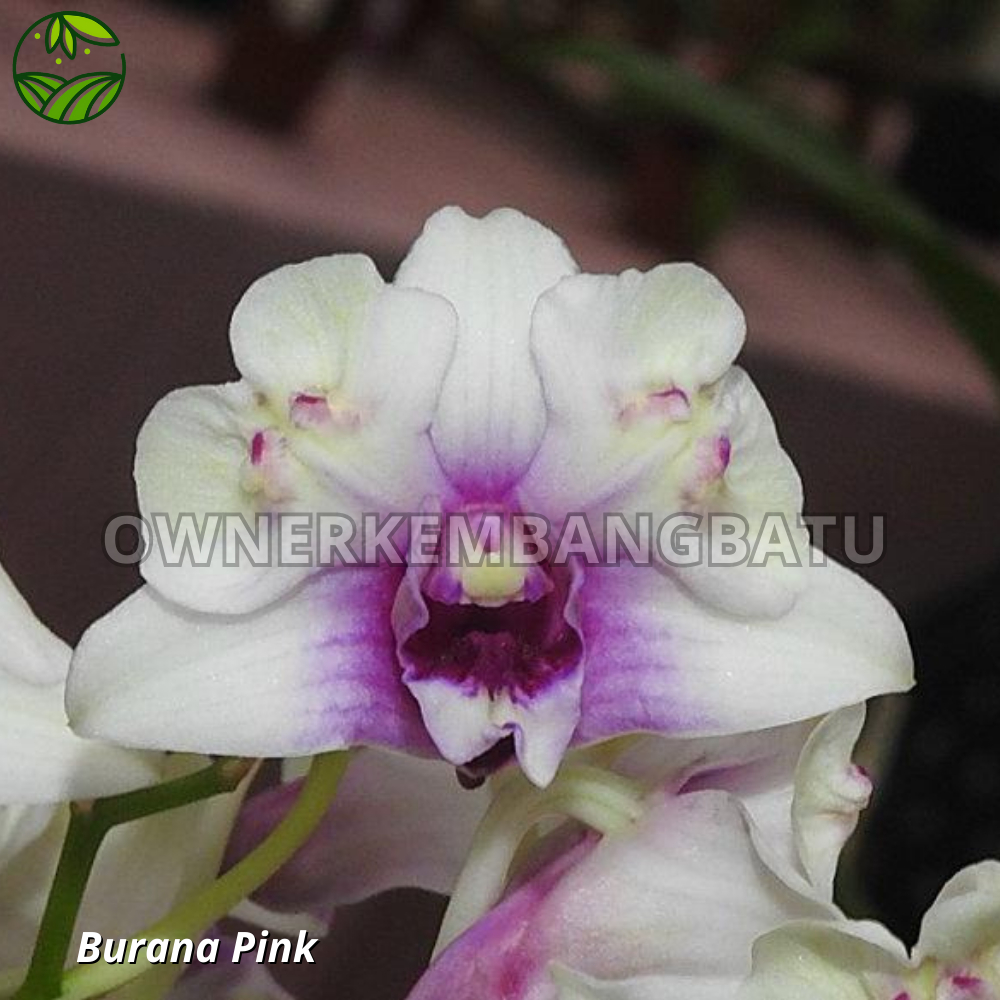 Jual DENDROBIUM BULAT HYBRID REMAJA RASA DEWASA | Shopee Indonesia