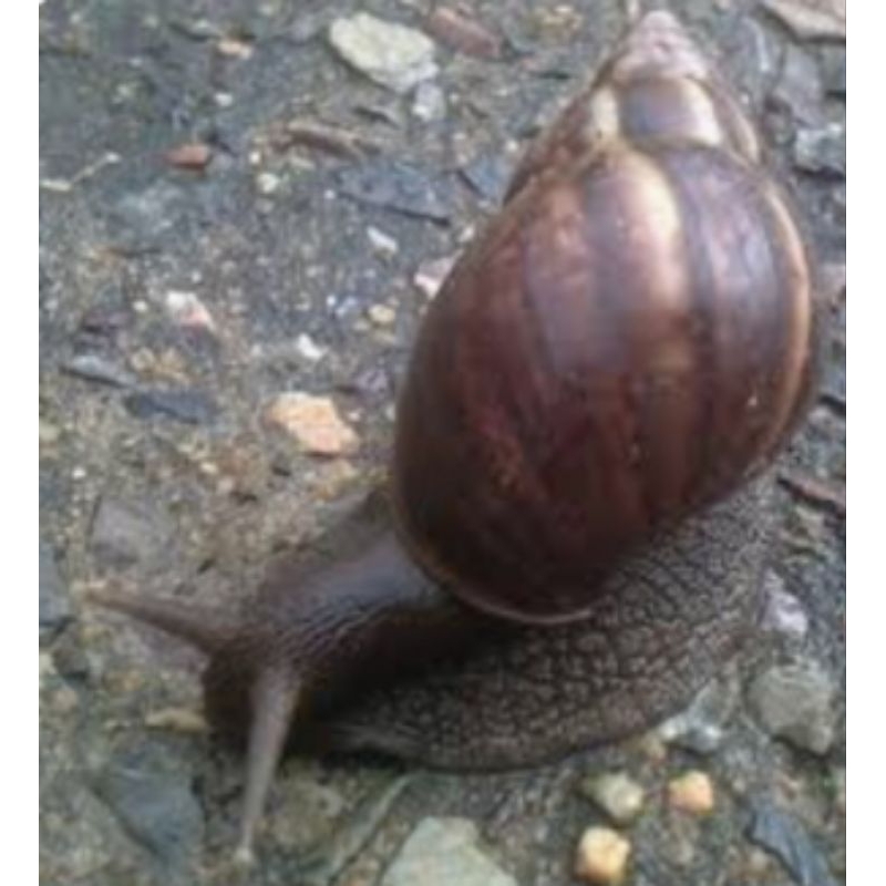 Jual Promo Siput Kebun/ Bekicot Jawa Dewasa Hidup Ukuran Besar | Shopee ...