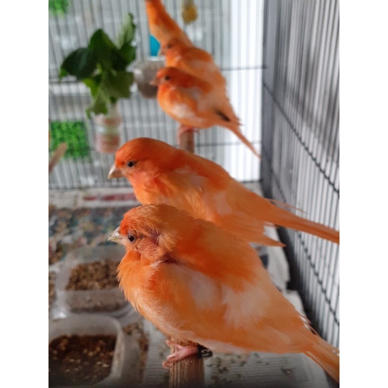 Jual KENARI MERAH LOKAL BAHAN SEPASANG JANTAN BETINA READY | Shopee ...