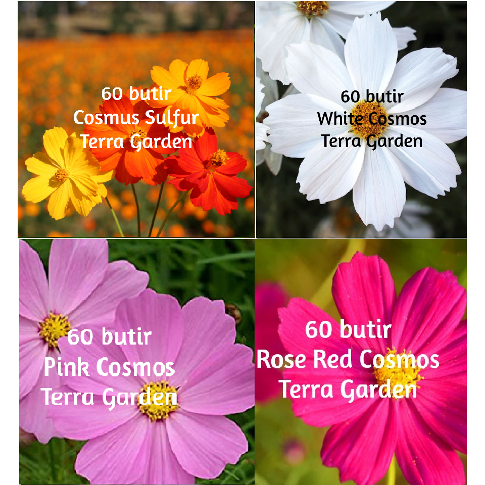 Jual Benih Bunga Cosmos Merah Pink Kuning Putih Sulfur Sulphureus ...