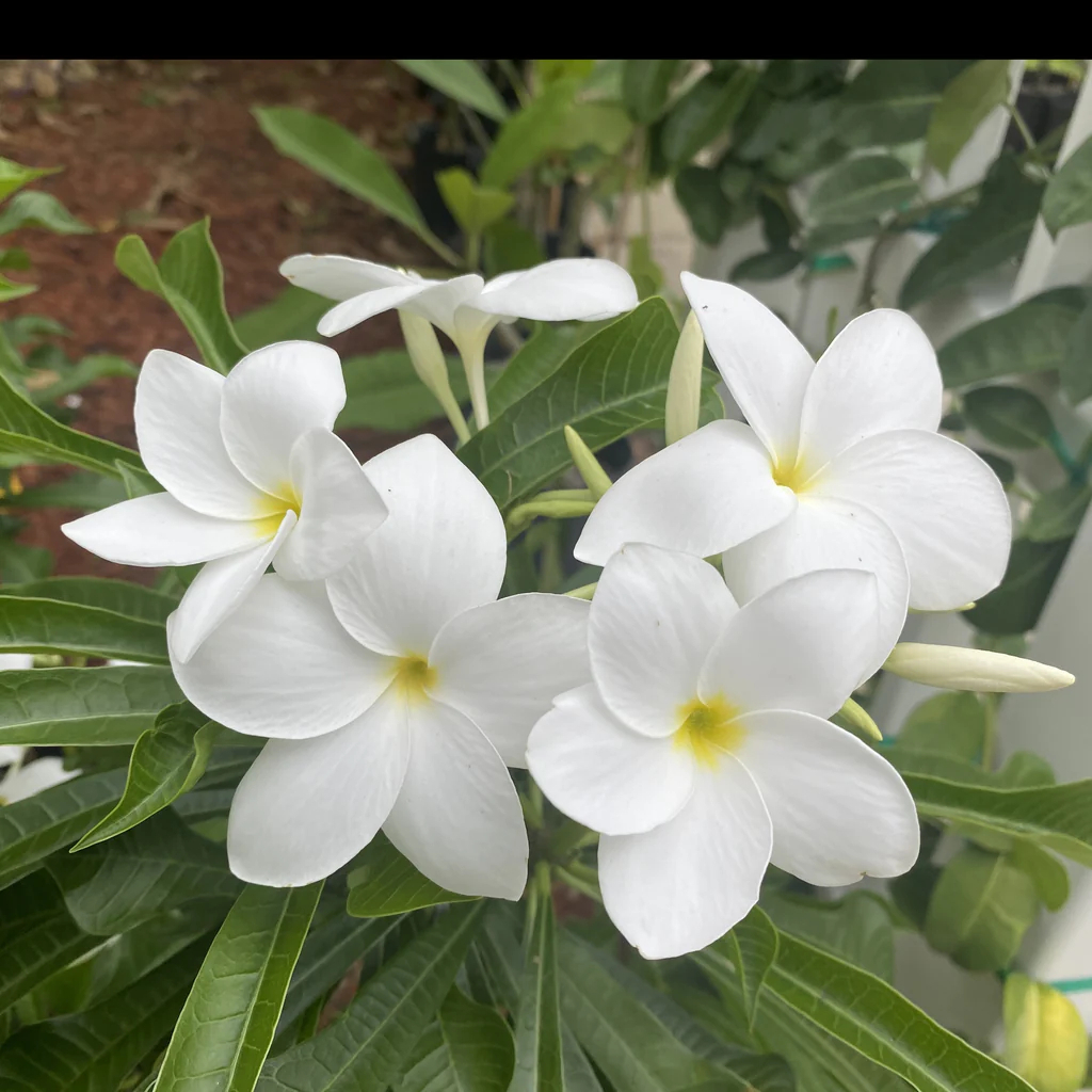 Jual Tanaman Pagoda Bunga Putih ( plumeria pudica ) | Shopee Indonesia