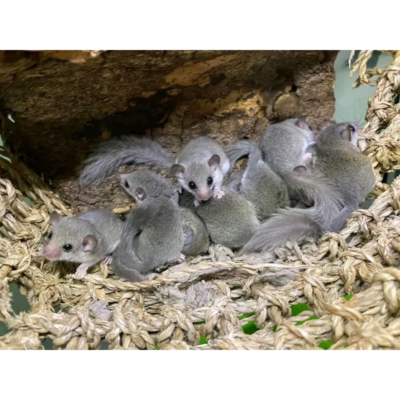 Jual african pygmy dormice lucu | Shopee Indonesia