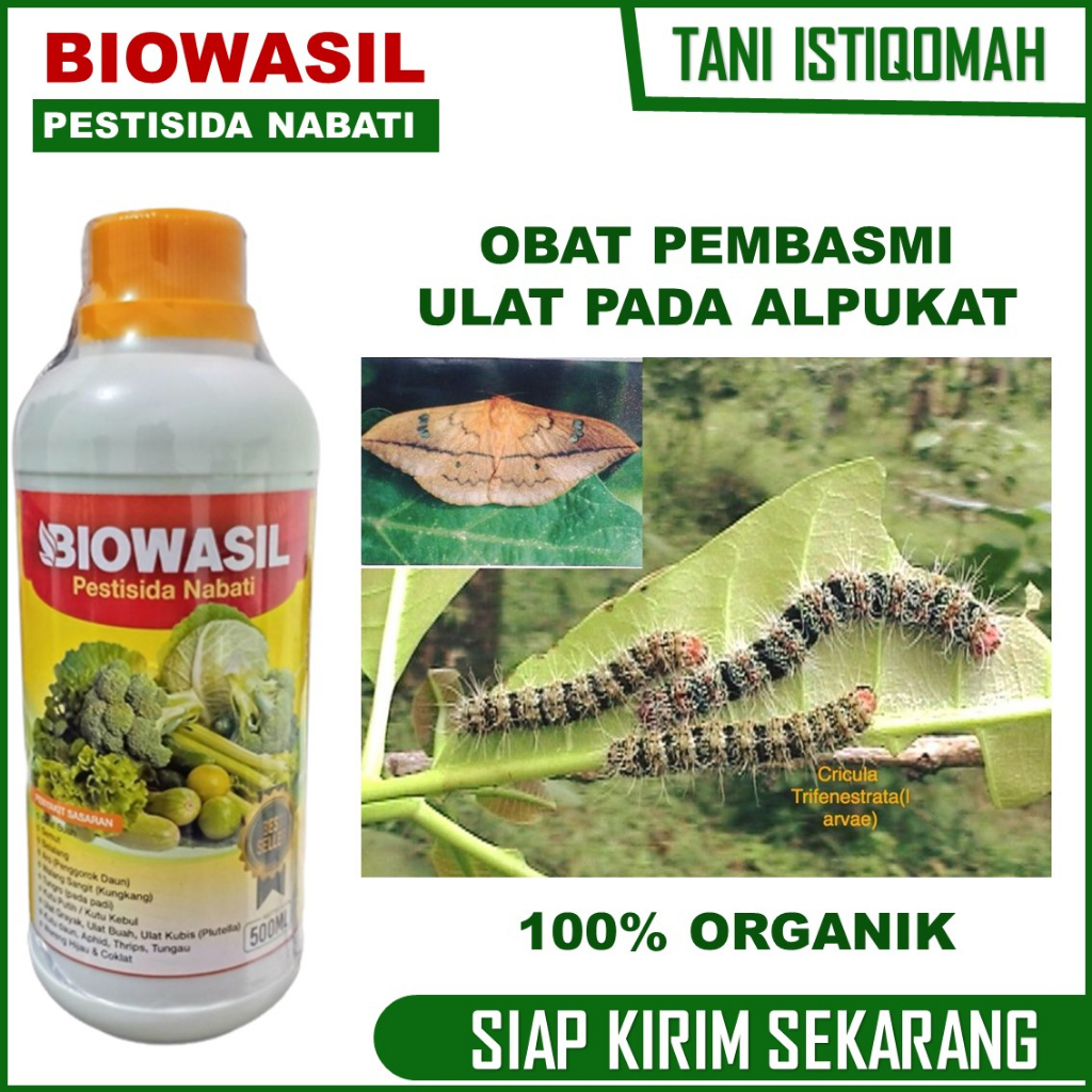 Jual Obat Semprot Pengendali Hama Ulat Alpukat Paling Manjur - Pupuk ...