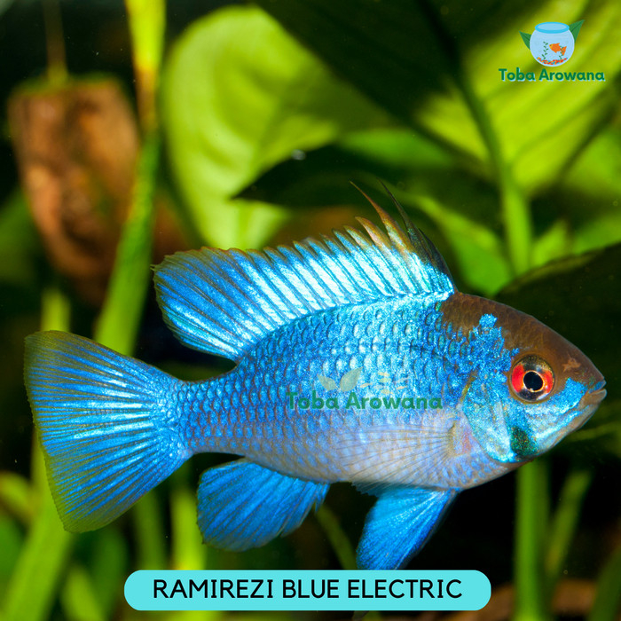 Jual Ramirezi Blue Electric Ikan Aquarium Aquascape Teman Rainbow Botia ...