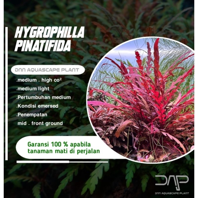 Jual hygrophila pinatifida tanaman aquascape stemp plant | Shopee Indonesia
