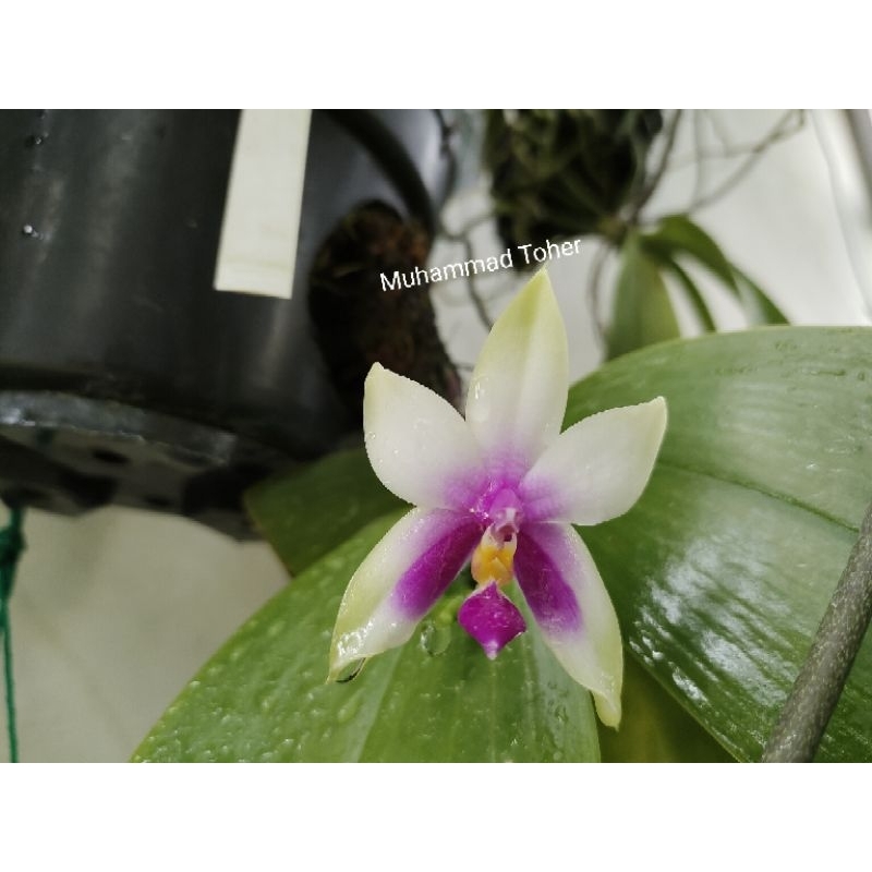 Jual Anggrek Phalaenopsis Bellina | Shopee Indonesia Jual Anggrek Phalaenopsis Bellina | Shopee Indonesia