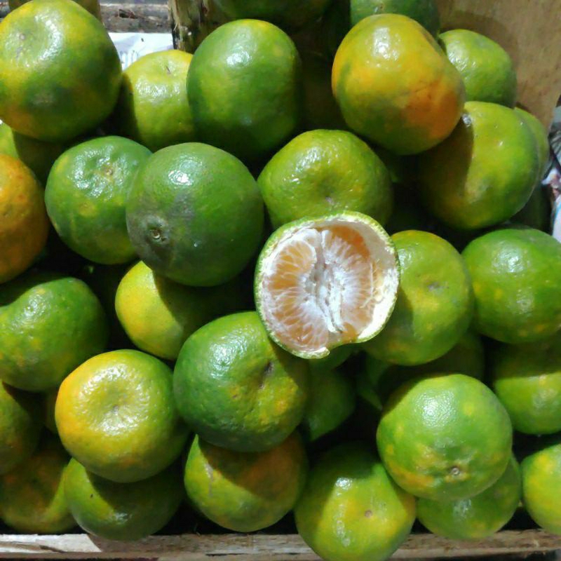 Jual jeruk garut kecil 1 kg | Shopee Indonesia