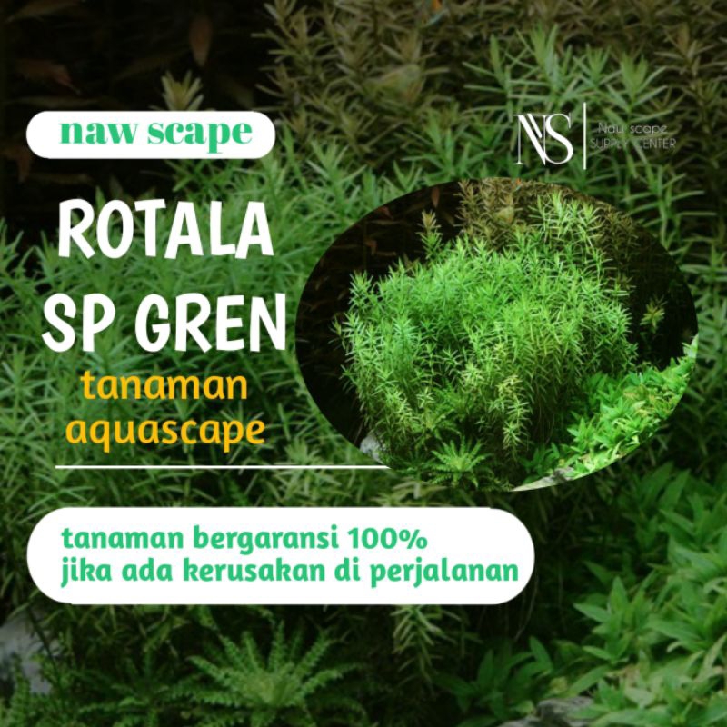 Jual Rotala Sp Green tanaman aquascape | Shopee Indonesia