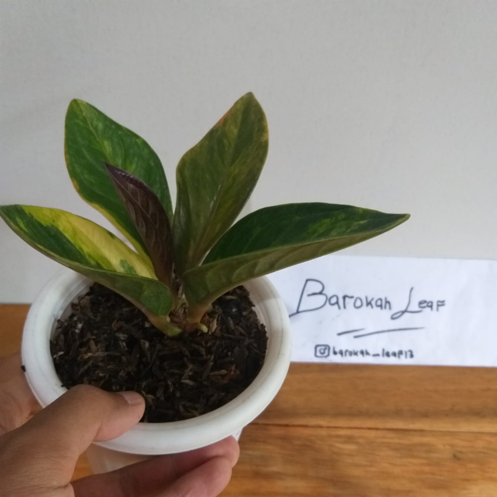 Jual Tanaman Hias Jemani Mangkok Tornado Varigata Anthurium Jemani ...