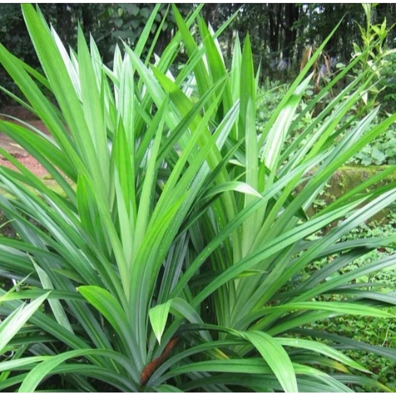Jual Daun pandan wangi dan segar ( 1 lembar ) | Shopee Indonesia