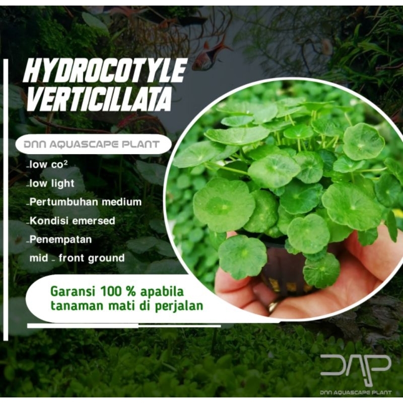 Jual Hydrocotyle verticillata tanaman aquascape /stemp plant | Shopee ...