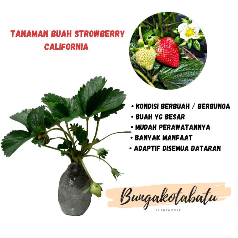Jual Bibit Tanaman Buah Strowberry Stroberi California | Shopee Indonesia