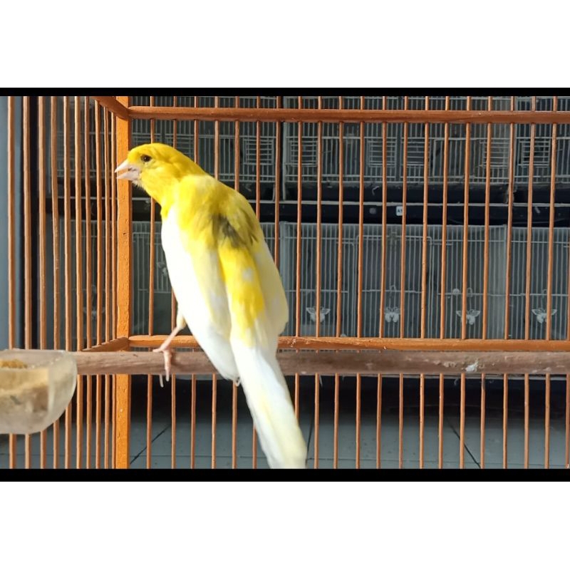 Jual rasmi | Shopee Indonesia