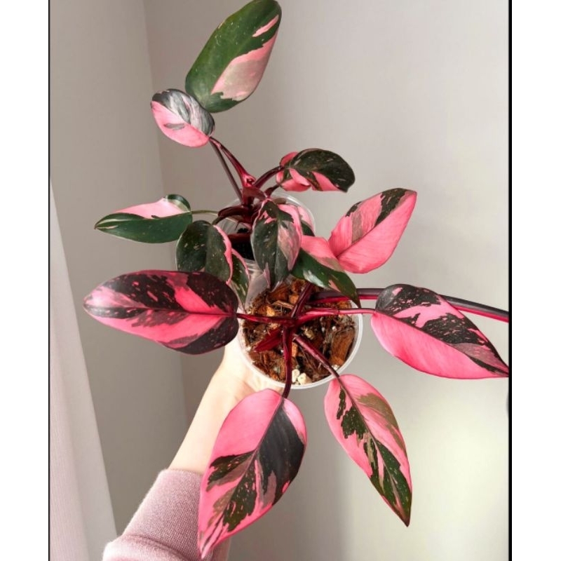 Jual Tanaman hias phillo pink princess / tanaman hias meja philodendron ...