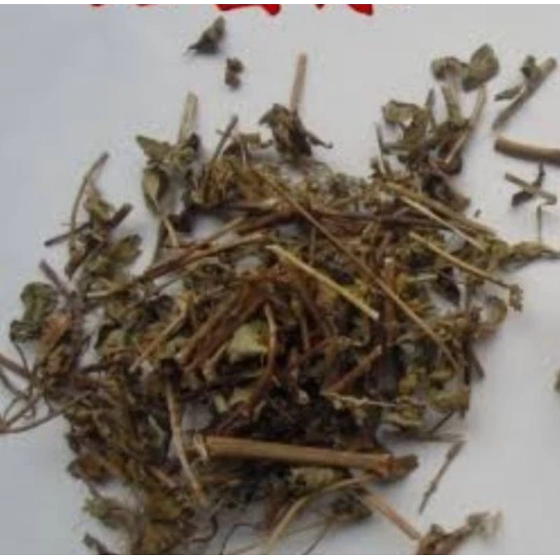 Jual 600 G GR GRAM LU YIN CHEN TU YIN CHEN HERBA ORIGANI OREGANO HERB ...