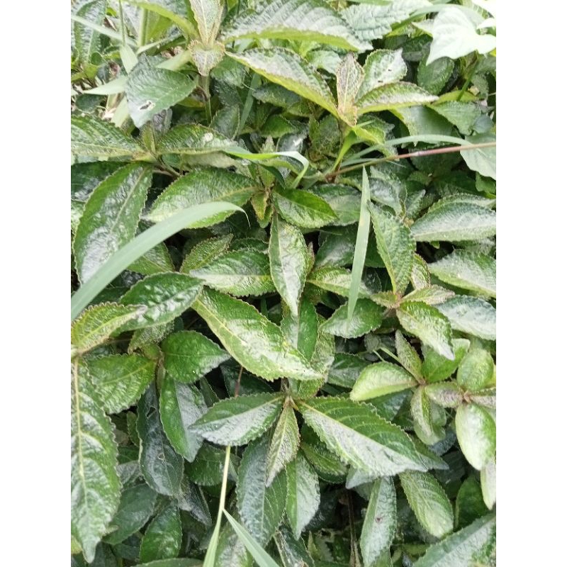 Jual Daun keji beling segar 500gr | Shopee Indonesia
