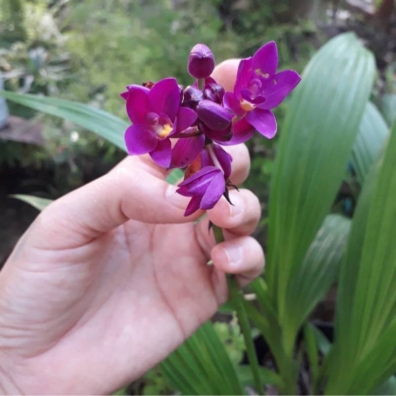 Jual tanaman bunga anggrek tanah spathohlottis pohon angrrek tanah ...