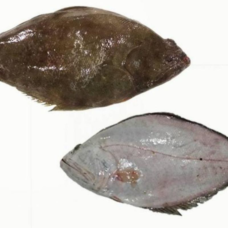 Jual Ikan sebelah segar 1kg ikan sebelah | Shopee Indonesia
